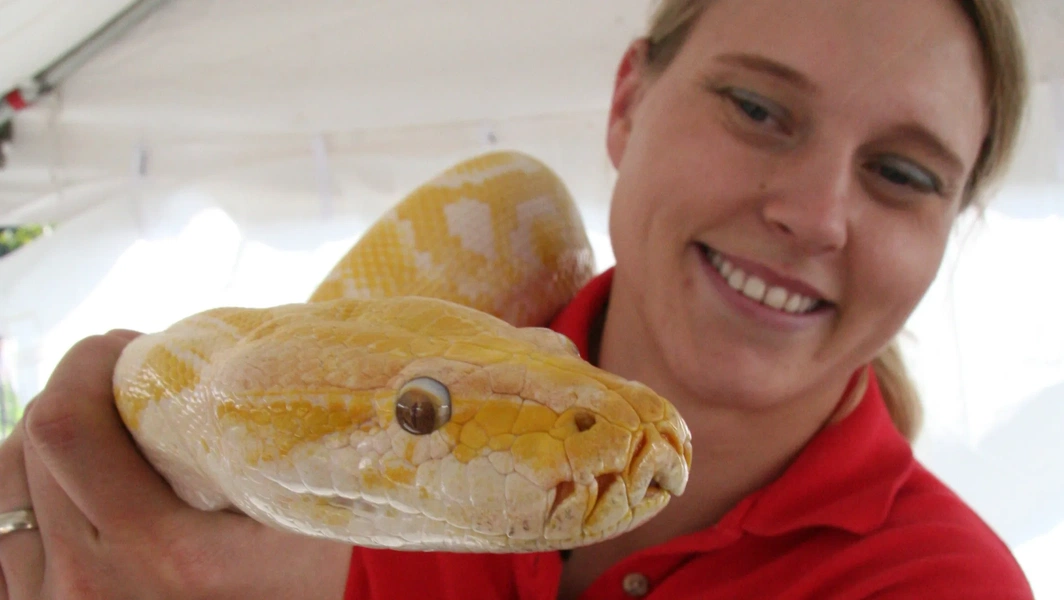 The rise of the albino Burmese python