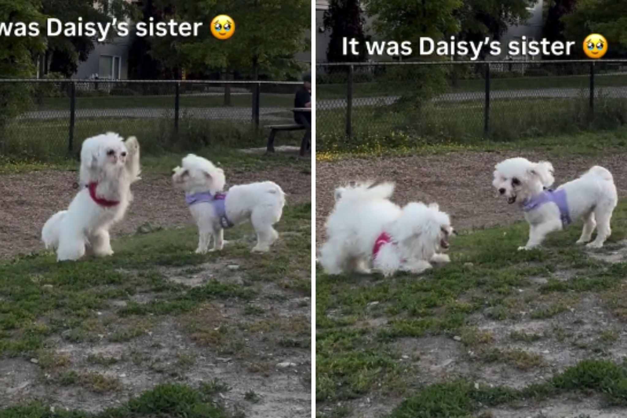 Maltipoo befriends look-alike dog at park—then owners uncover hidden link