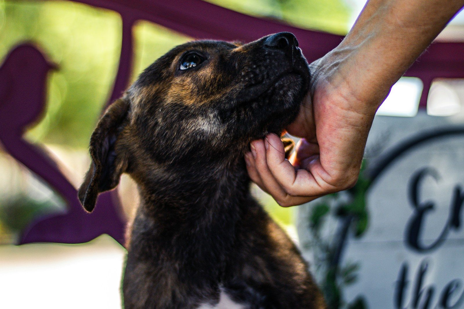 Shelter dog Rufus is a gentle giant who greets everyone with a big smile