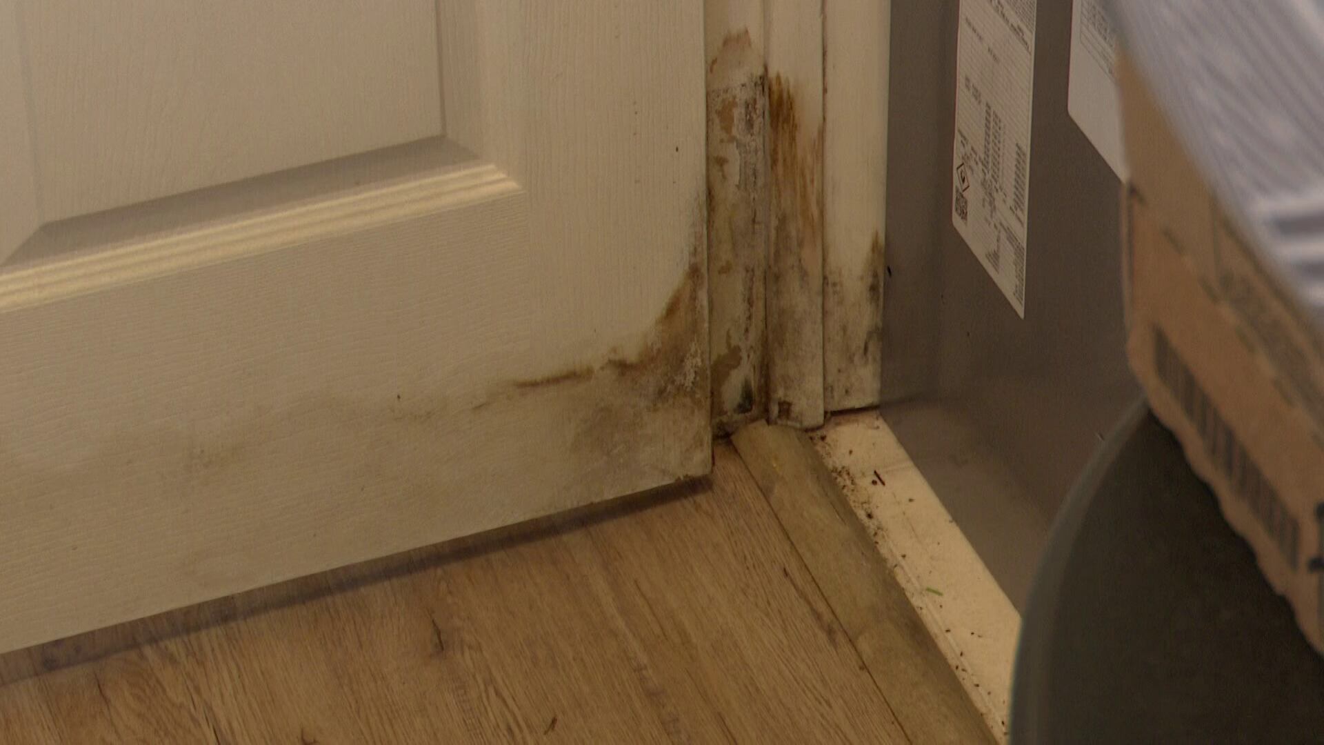 Onslow County renter says home has mold, termites; property manager ...
