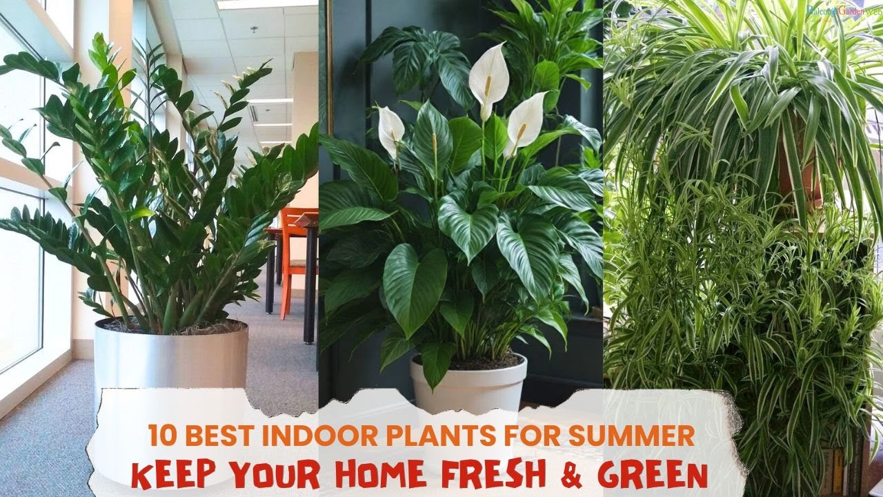 Best houseplants to keep your home fresh this summer