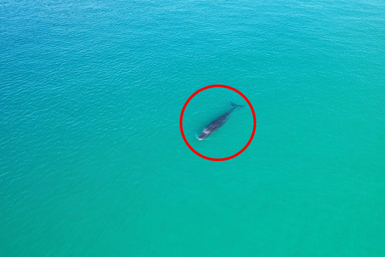 Ocean giant spotted off Aussie island only seen a handful of times ...
