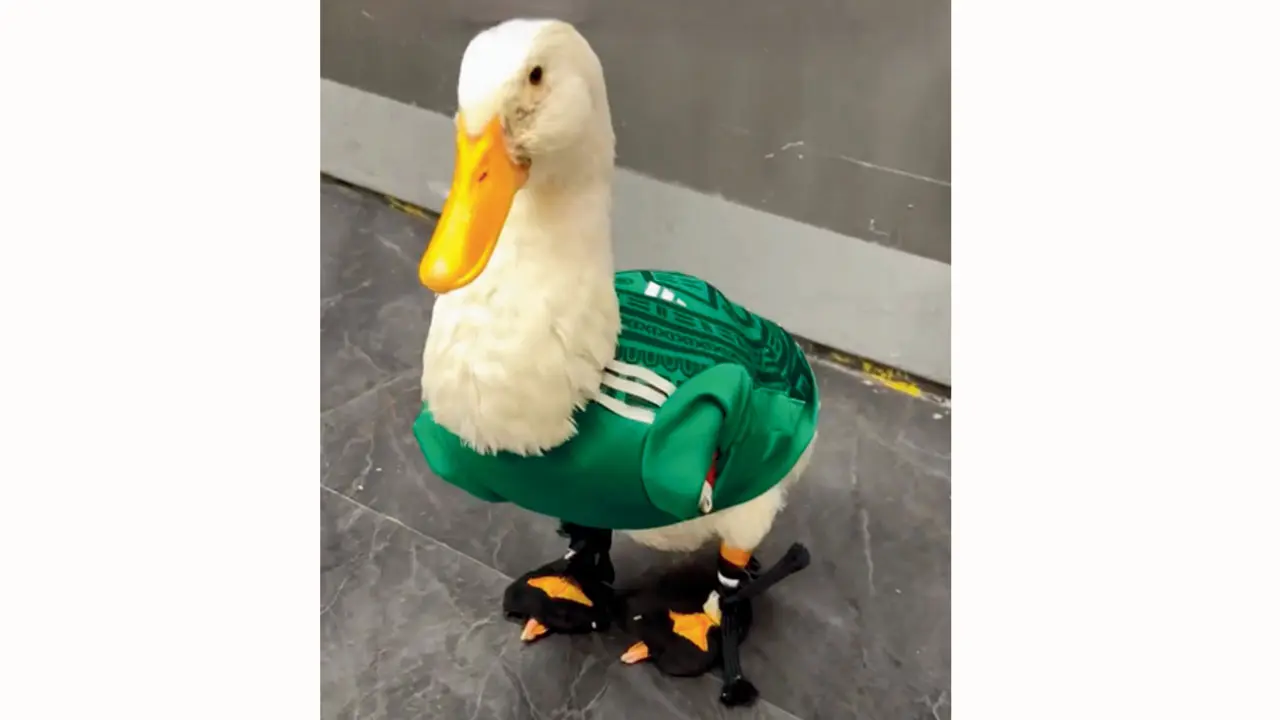 FIFA World Cup 2026: Merlin the duck becomes internet's new sensation