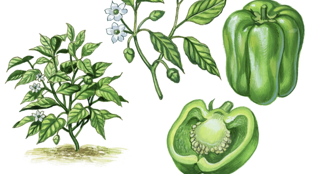 Natural fertilizer tips for healthy pepper plants