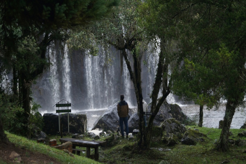 Forest bathing: The Japanese science of shinrin-yoku