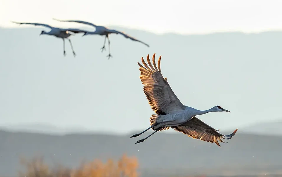 Following the epic journey of sandhill cranes