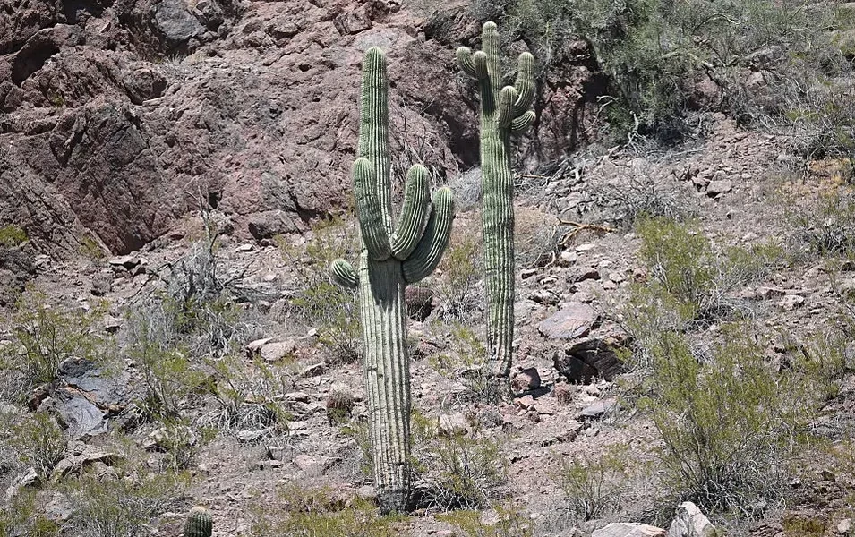 Master cactus care from roots to blooms