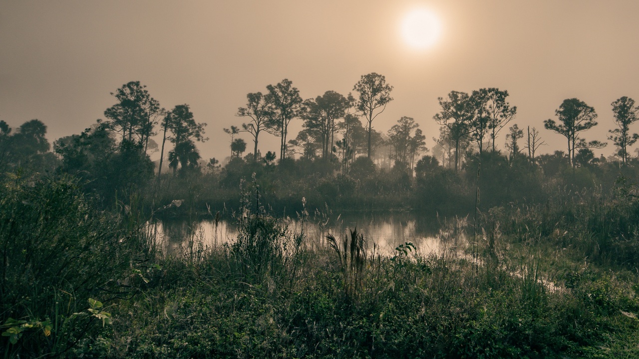 Five ecosystems, zero entry fee: South Florida’s biggest swamp asks ...