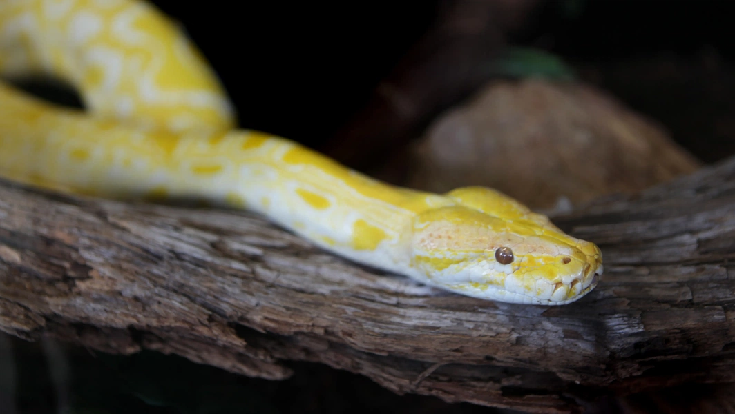 The rise of the albino Burmese python