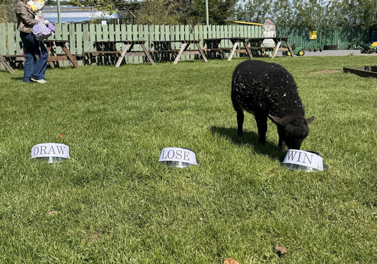 A trip to East Durham farm to see if Baabra the sheep can predict ...