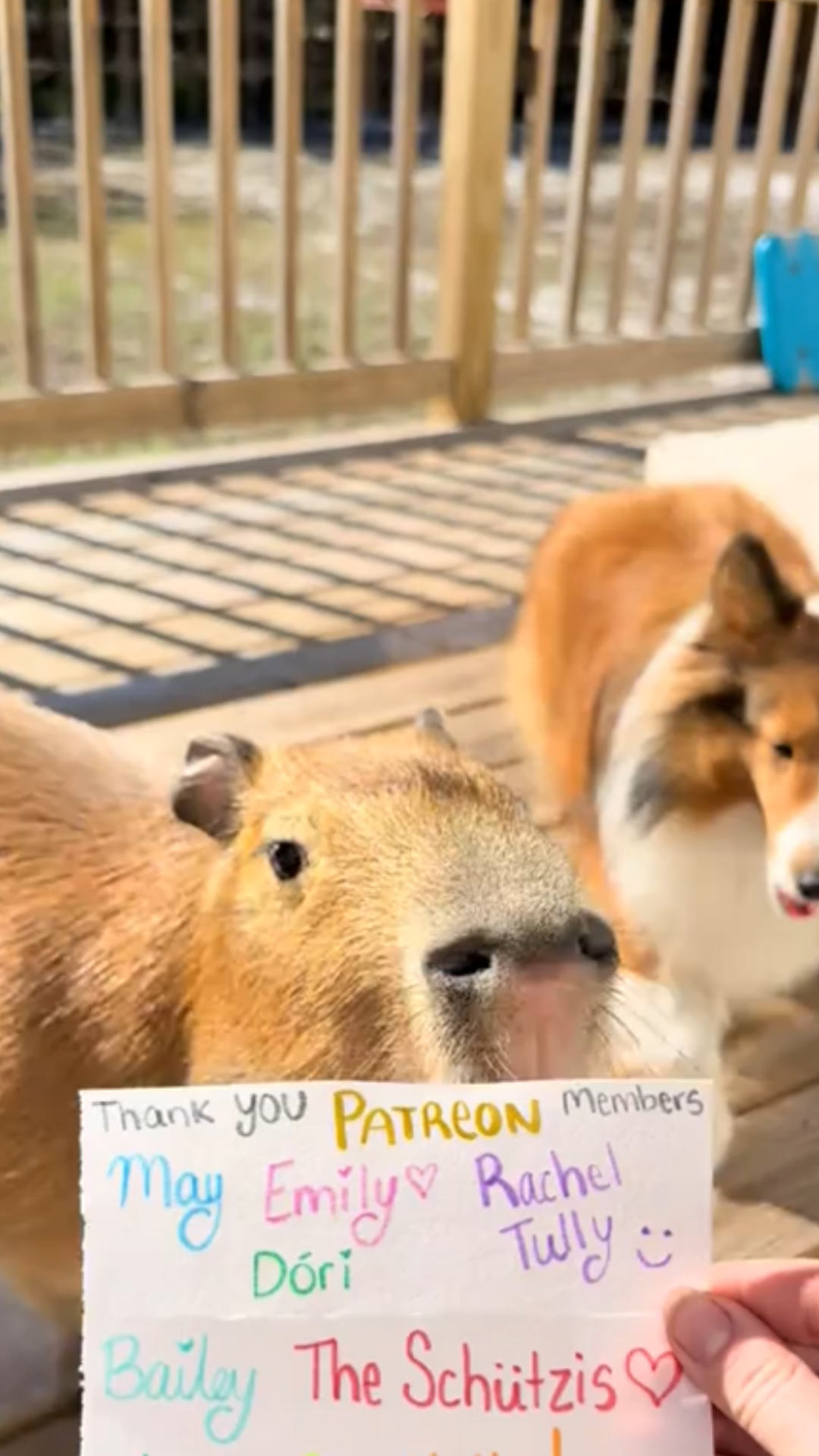 Edible capygrams and capybara chaos in our funniest tribute