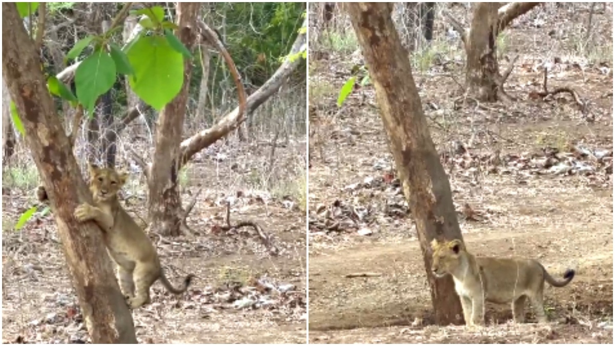 Curious lion cub climbs tree, then backs down in adorable video from Gir