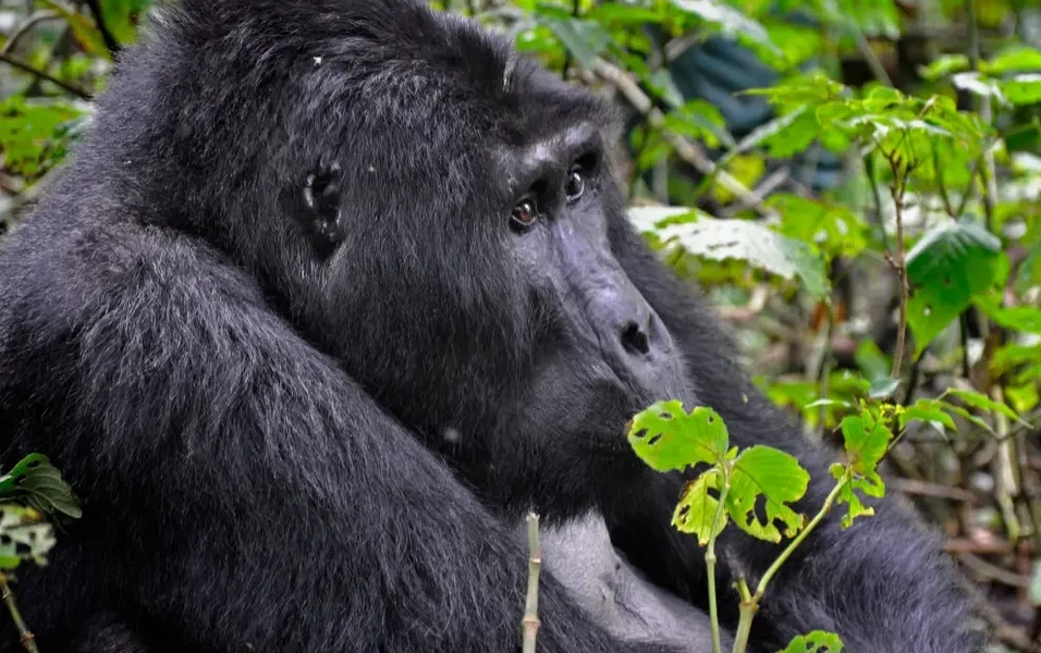 Your first Uganda trip made easy