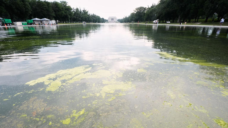 Trotz 14 Millionen Dollar ist Washingtons Pool wieder grün