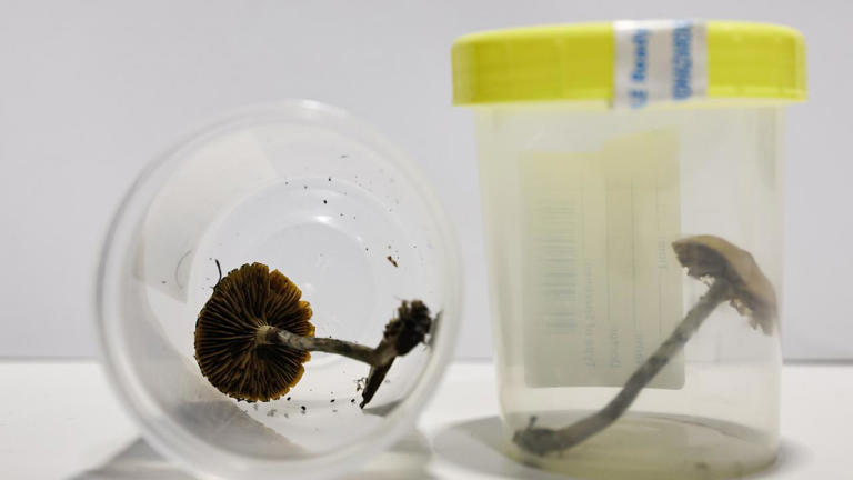 Magic mushroom forager’s deadly mistake