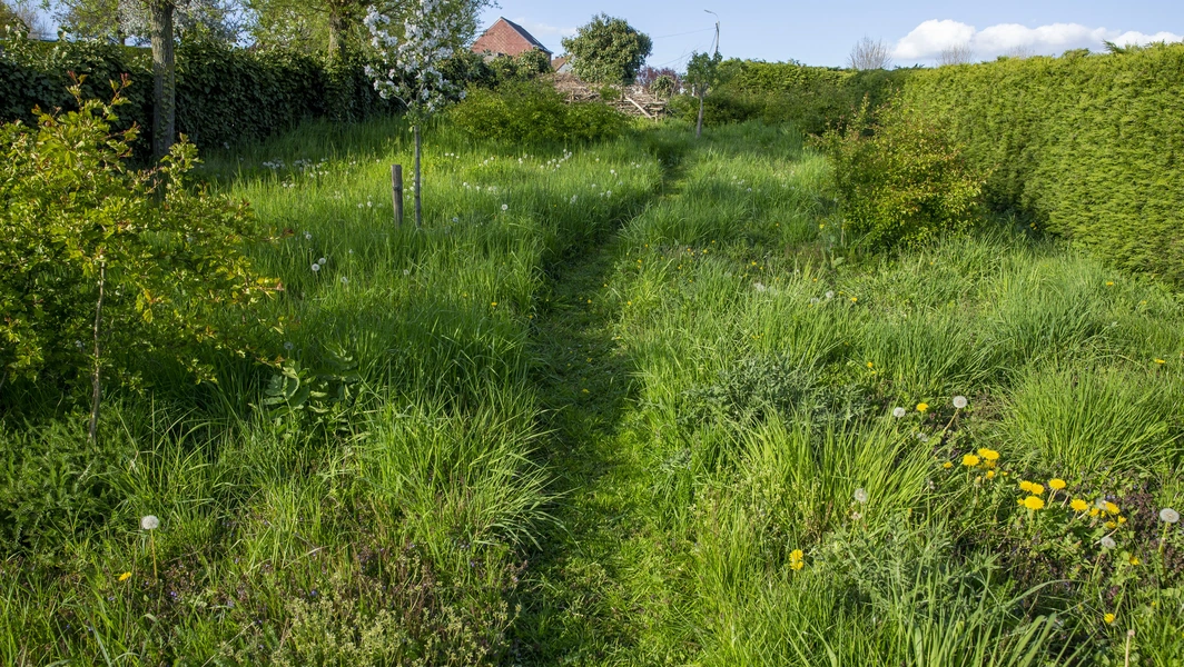The rise of no-mow and wildlife-friendly lawns