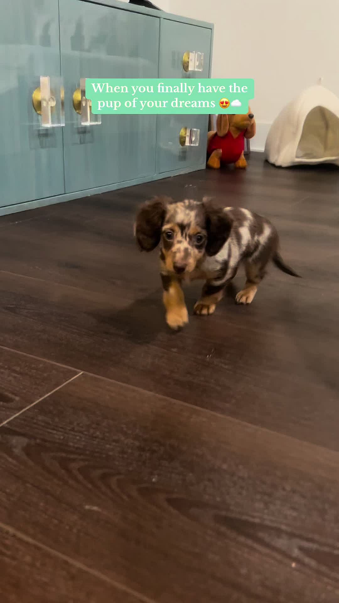 Dream pup: Adorable dachshund moments