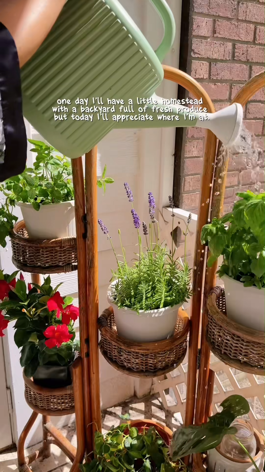 The beginning of my small patio garden adventure