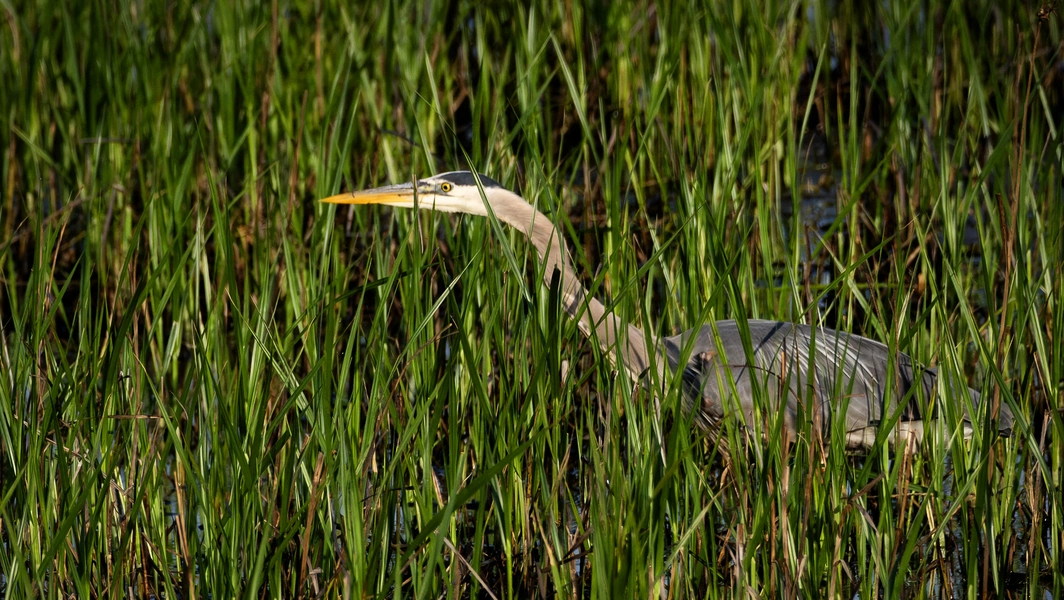 Predator-prey dynamics of herons and alligators