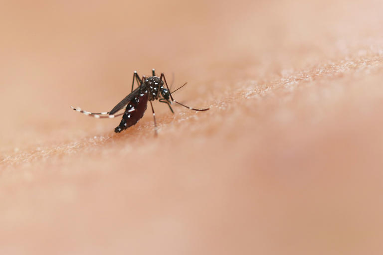 Le zanzare ti preferiscono? Ecco cosa hanno scoperto davvero gli scienziati