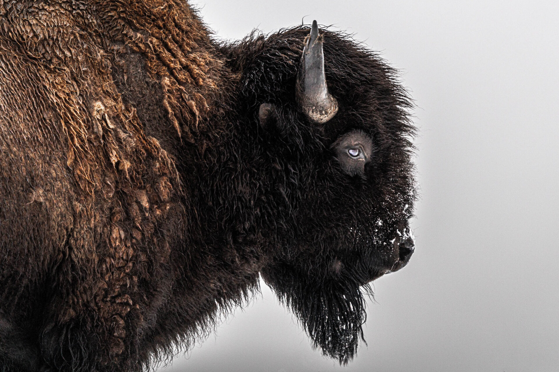 How North America's bison were driven to the brink of extinction