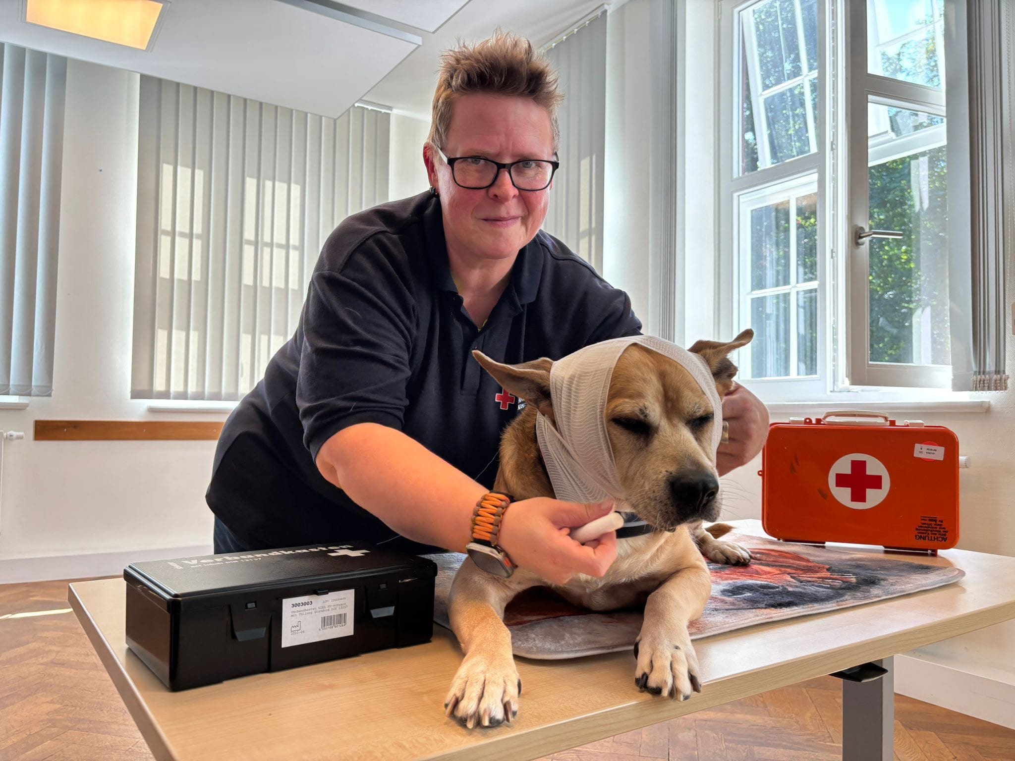 DRK-Kurs in Stormarn: So hilft man verletzten Hunden
