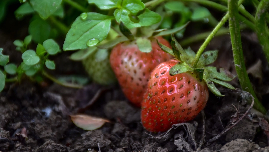 Companion planting and care tips for strawberries