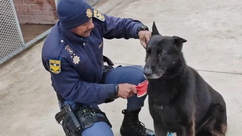 Heroic police dog Floppy shot while pursuing armed school robbers