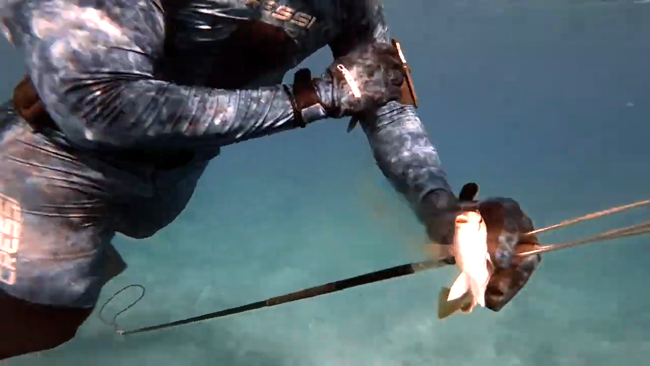 I dove off Hawaii’s shore with a pole spear - then a huge fish appeared