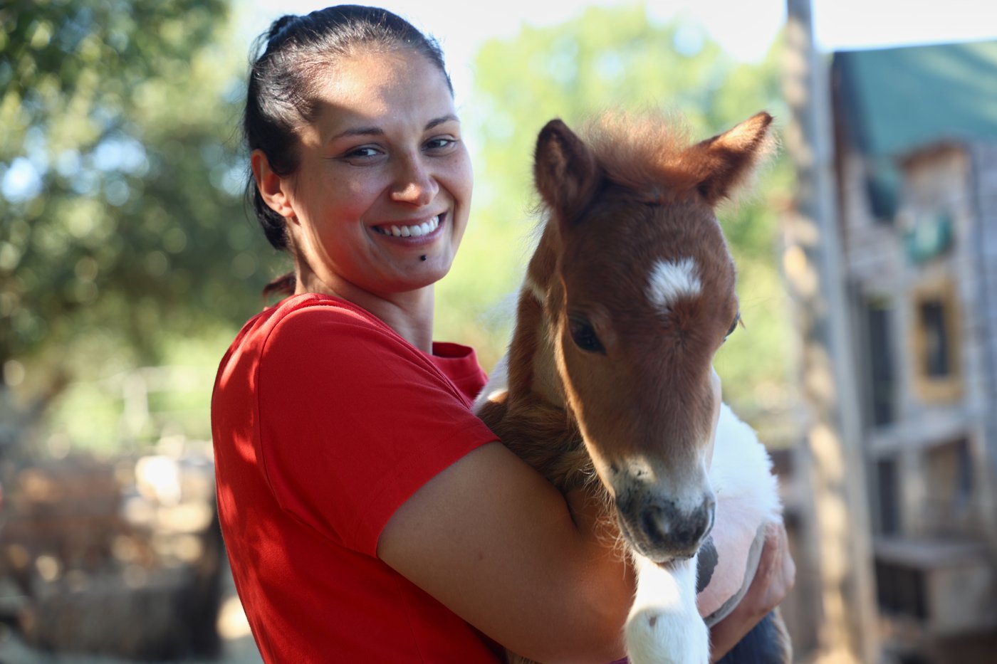 A month-old pony moves to a 4th-floor apartment in Croatia. Neighbors ...