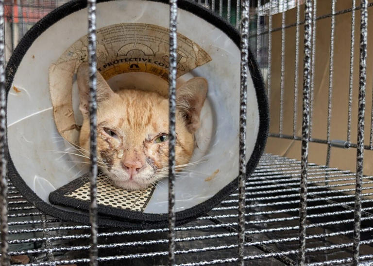 Police save hundreds of cats from slaughter in Vietnam theft ring bust