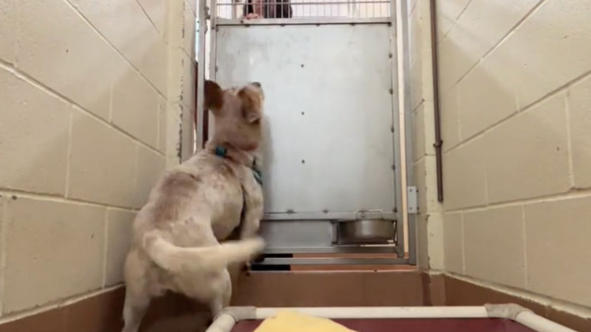 Behind bars: Heartbreaking video of a shelter dog facing loneliness