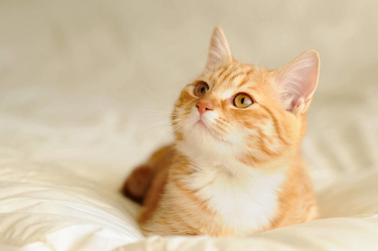 The 5 most common mistakes new cat parents make (and how to fix them)