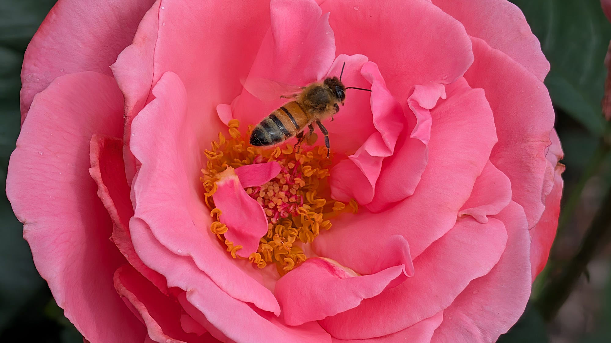 3,000 roses, 115 varieties. See Hershey Gardens in peak bloom