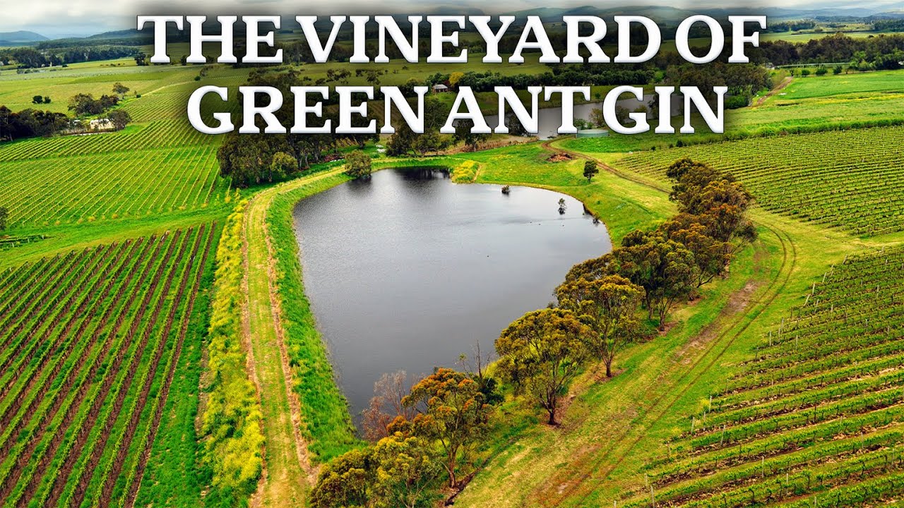 The weirdest drink in Australia: Green Ant Gin
