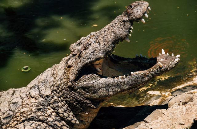 Newly discovered crocodile dubbed 'Lucy's hunter' was likely top ...