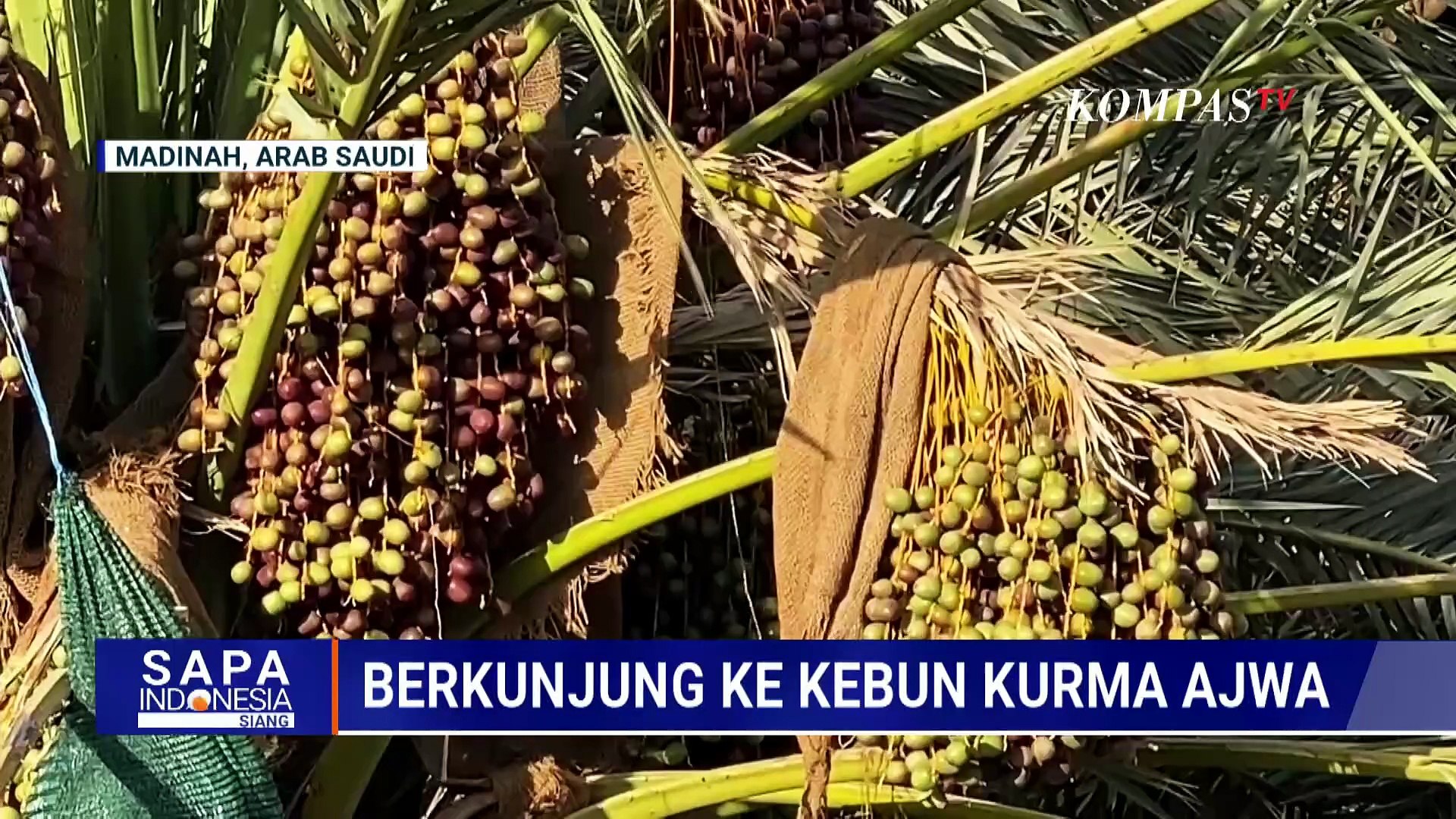 Proses produksi dan ekspor kurma di perkebunan Madinah Arab Saudi ...