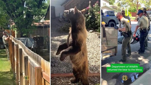 Colorado residents wake at 5 a.m. to black bear roaming backyards ...