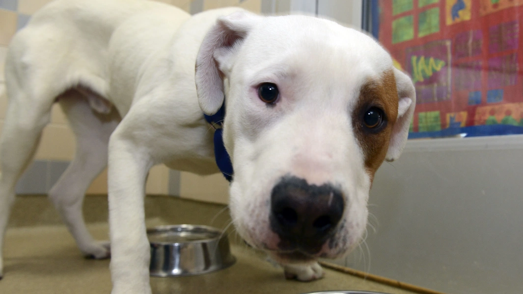 Helping rescue dogs feel safe and build trust