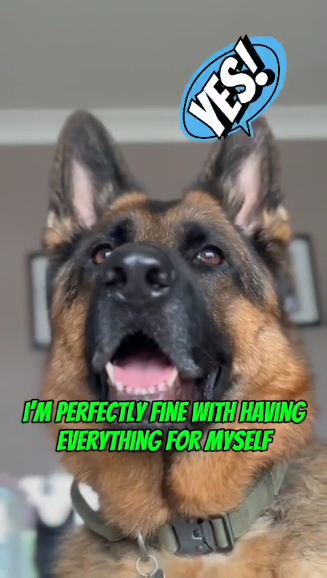 German shepherd rants why I don't need a little brother!