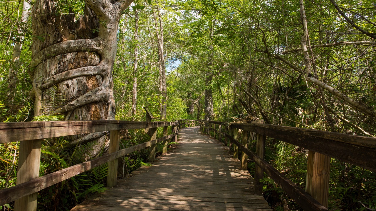 Five ecosystems, zero entry fee: South Florida’s biggest swamp asks ...
