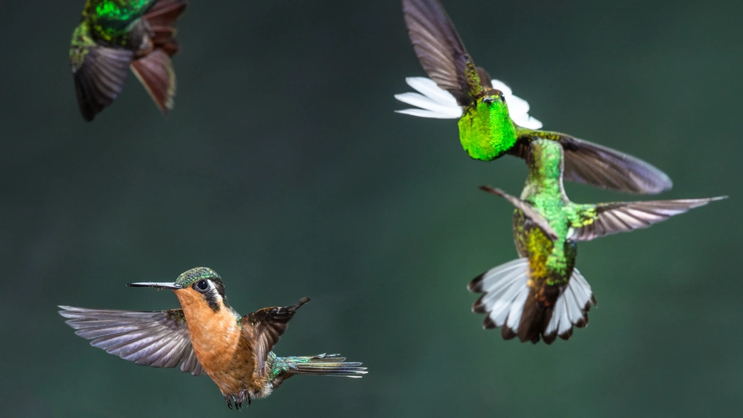 Best spots to hang a hummingbird feeder