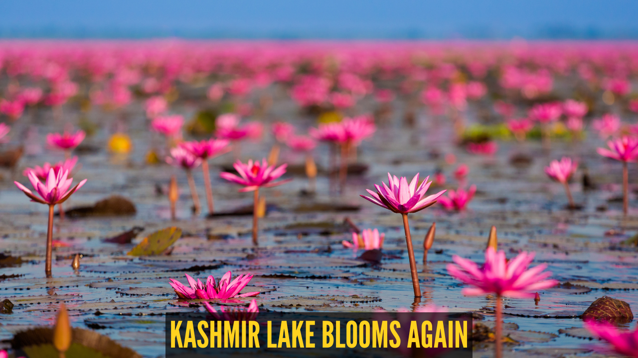 After 30 years, pink lotuses bloom again at this iconic lake in Kashmir