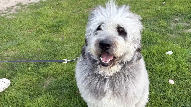 Mayor promises ‘thorough and transparent' into LAPD Canoga Park dog ...