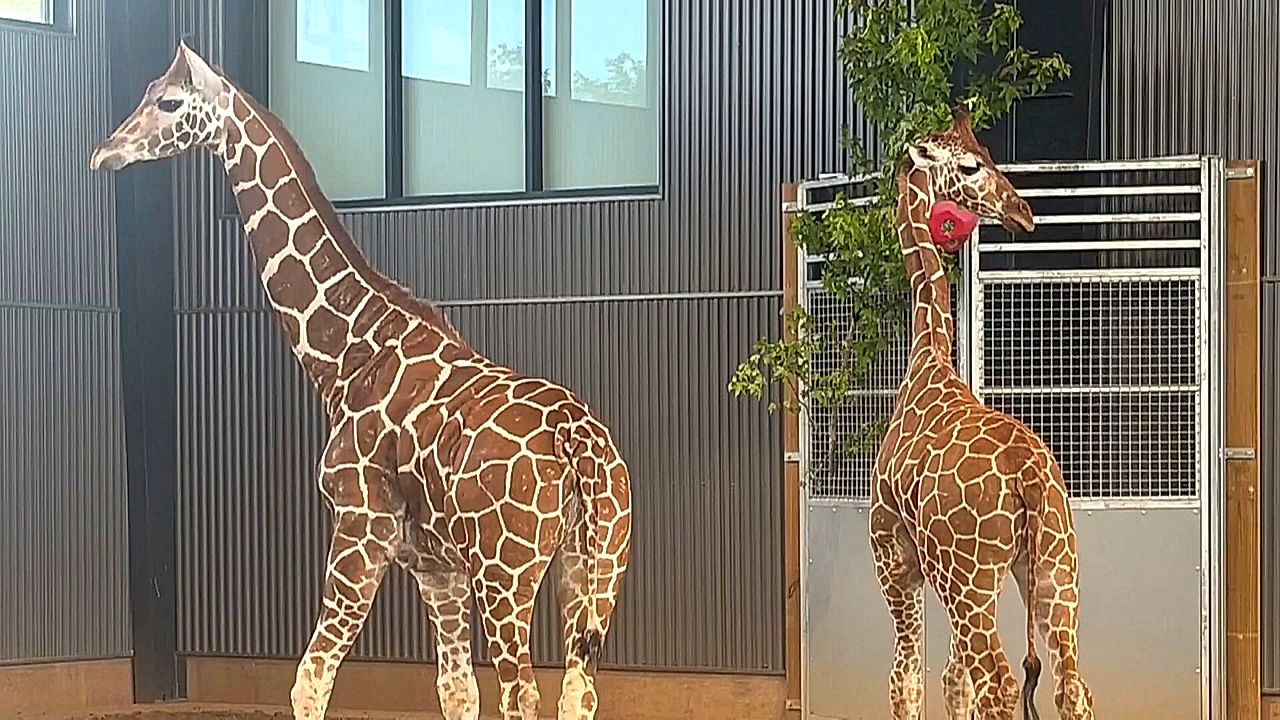 Giraffe calves that disappeared from Virginia zoo found safe