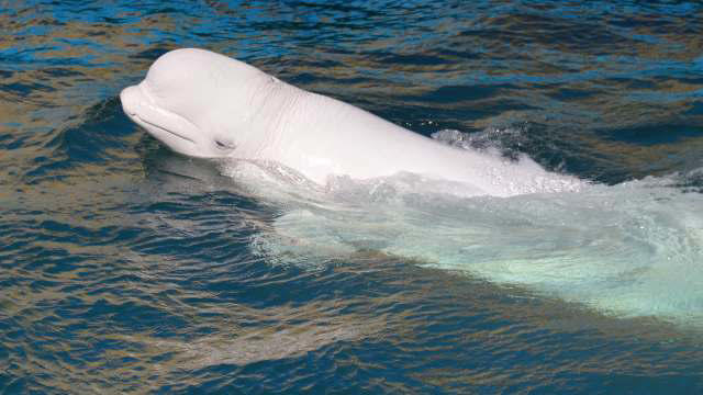 East Iceland driver sees a bright white shape at sea, realizes it's a ...