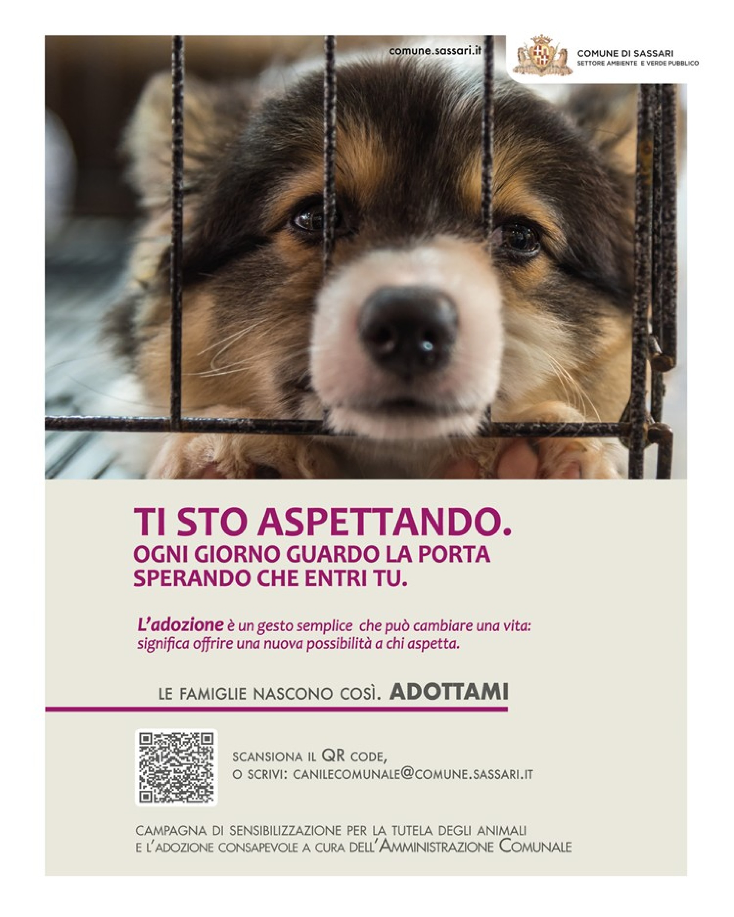 'Non abbandonare gli animali', campagna del Comune di Sassari