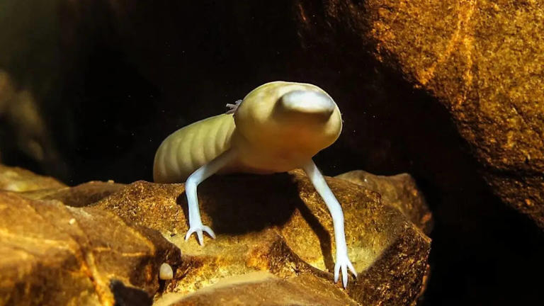 Hidden beneath the Kalahari Desert is a 264-metre-deep underground lake ...