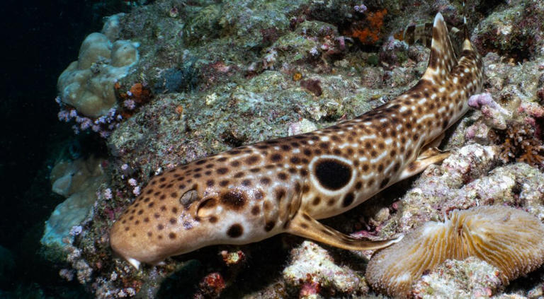 New walking shark species discovered in Papua New Guinea
