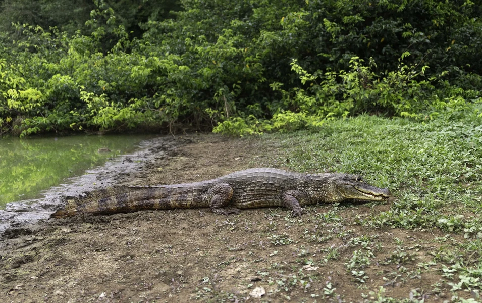 Unseasonal alligator sightings in Texas and NC spark safety reminders